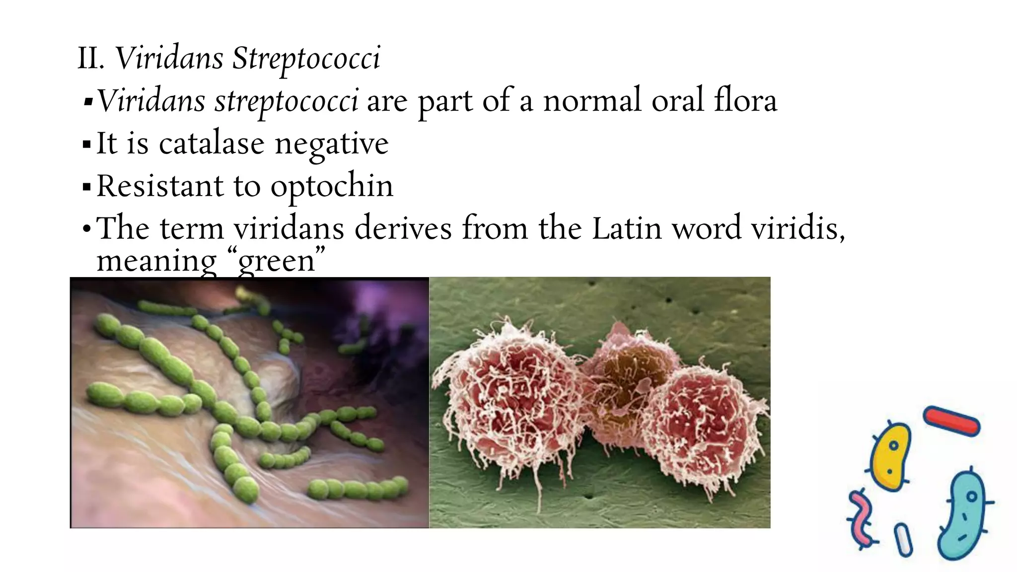 Cocci Bacteria | PDF