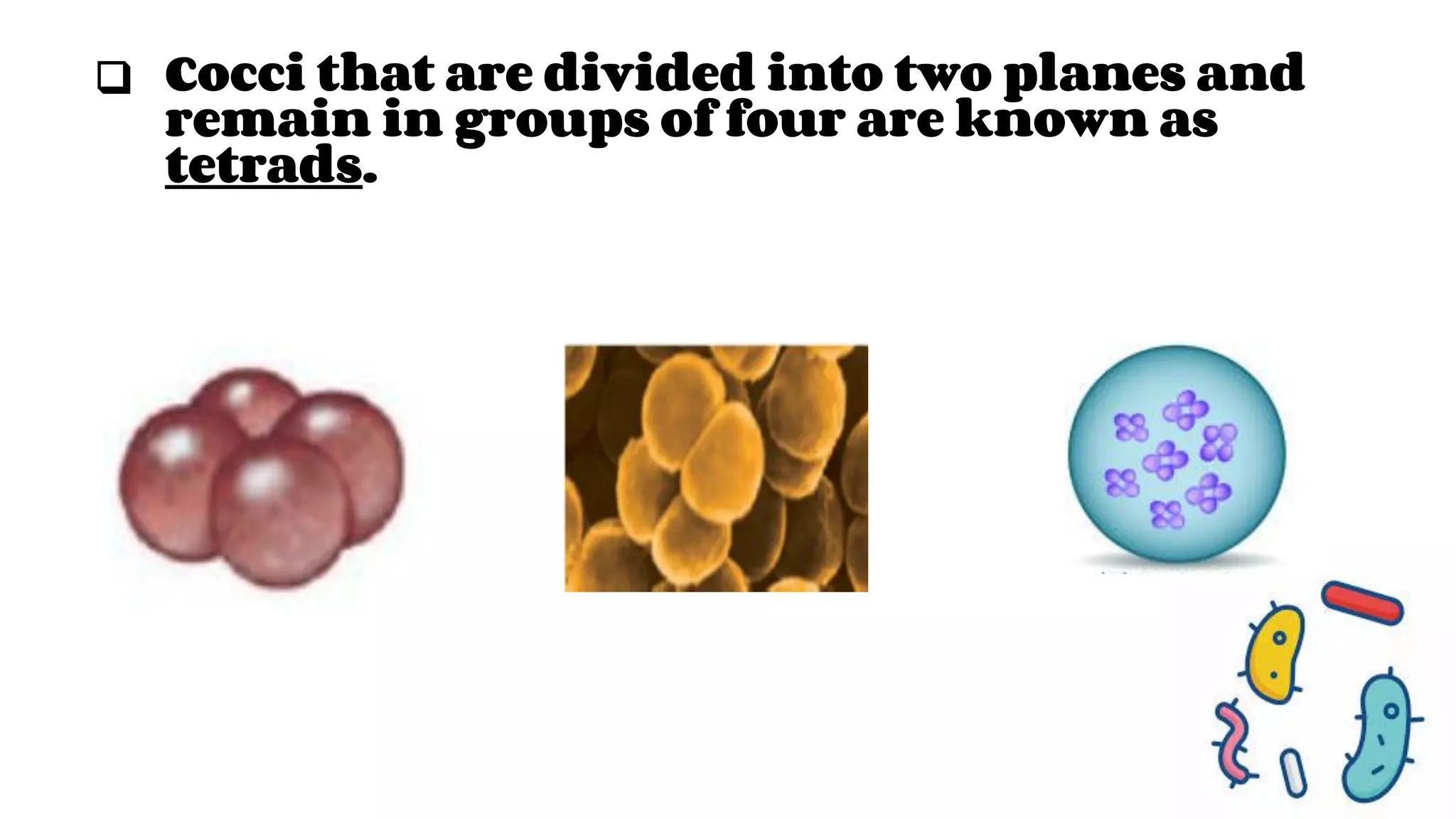 Cocci Bacteria | PDF