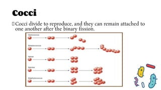 Cocci Bacteria | PDF