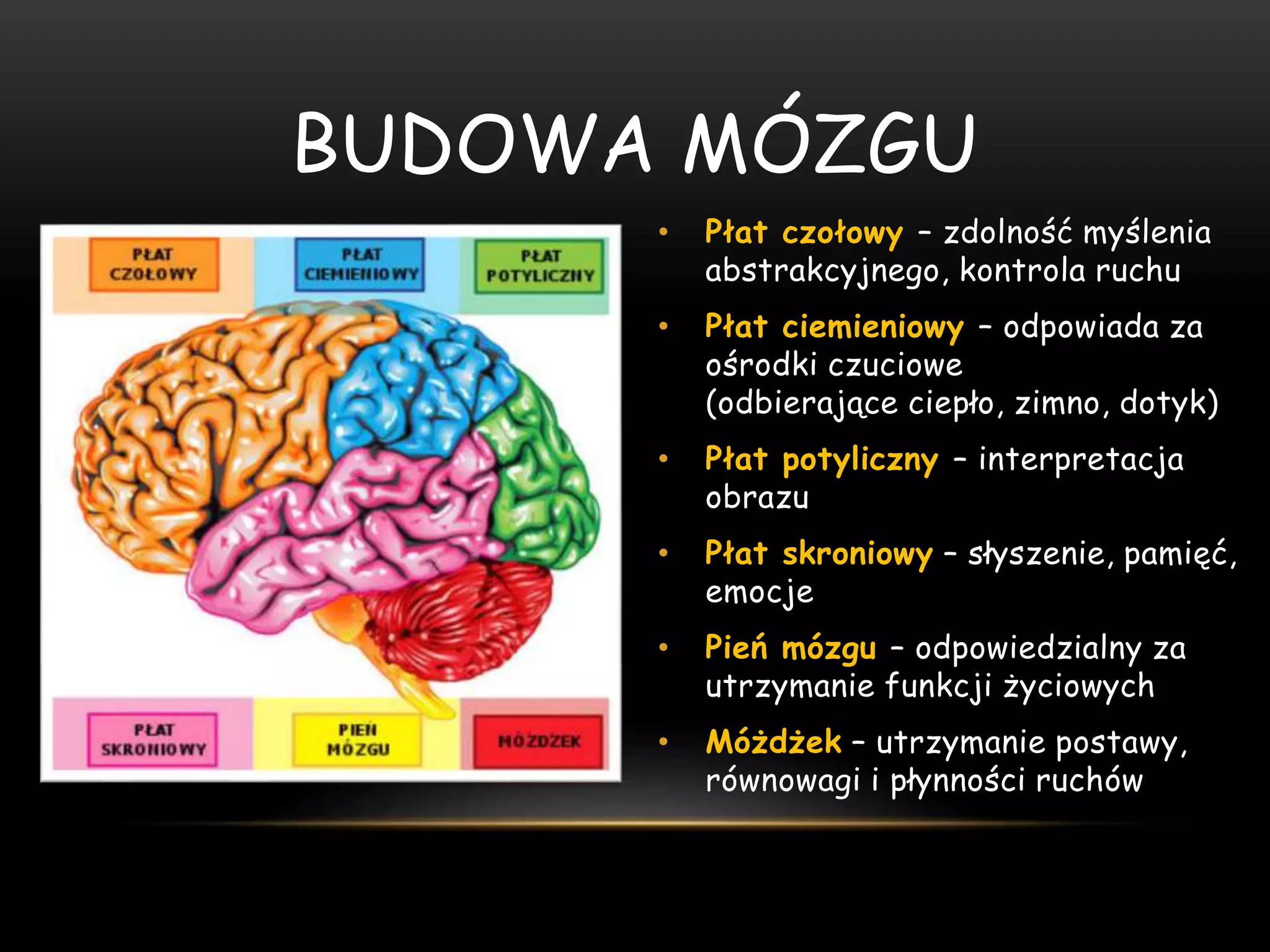 Gierczak Klaudia 1C | PPT