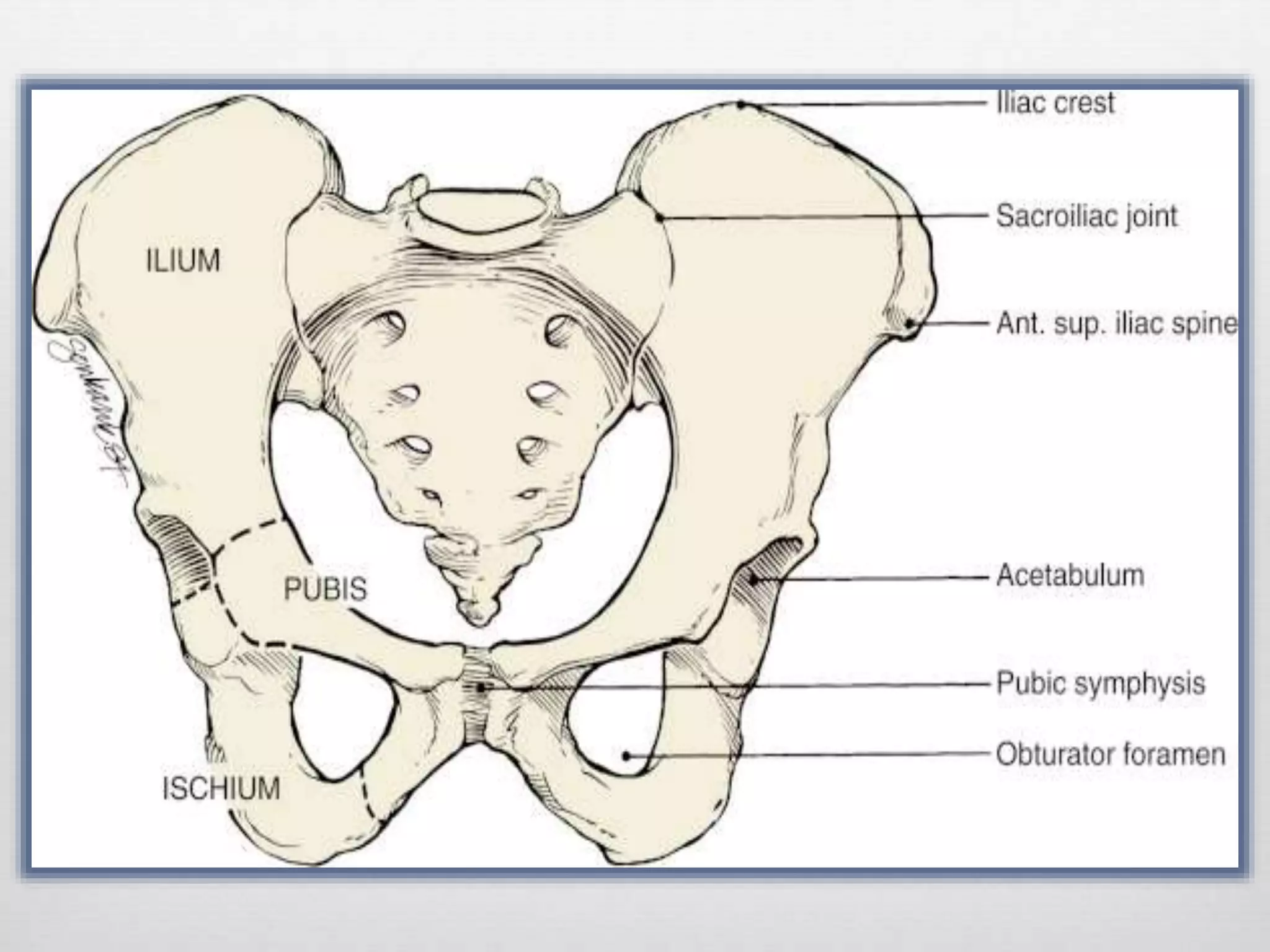 1 chapter 1 applied clinical obstetric anatomy | PPTX