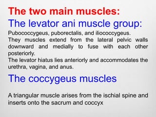 1 chapter 1 applied clinical obstetric anatomy | PPTX