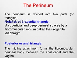 1 chapter 1 applied clinical obstetric anatomy | PPTX