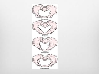 1 chapter 1 applied clinical obstetric anatomy | PPTX