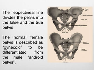 1 chapter 1 applied clinical obstetric anatomy | PPTX