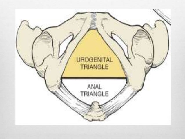 Ischiorectal Fossa Anatomy