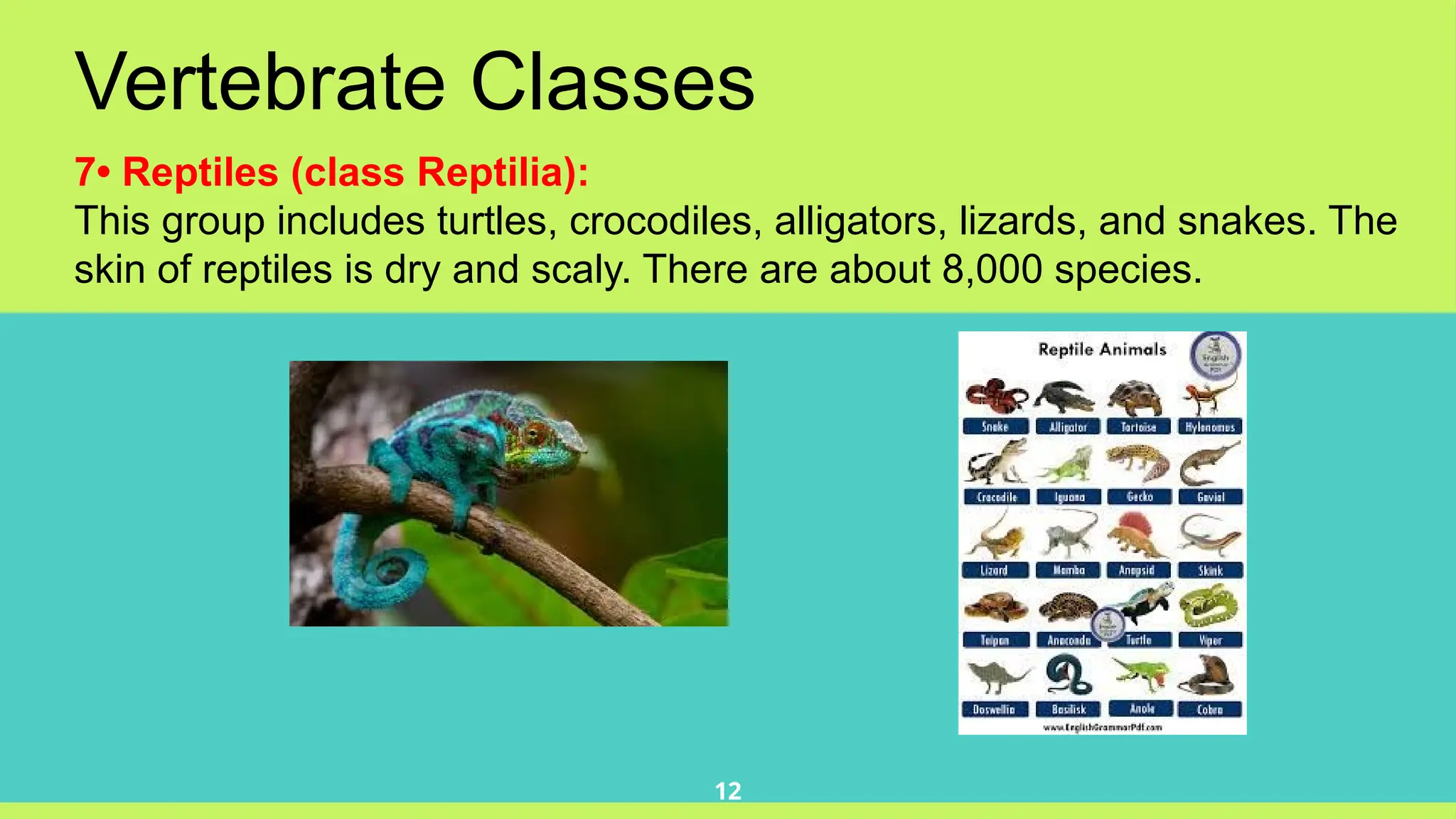 1) characters of vertebrates biology.pptx