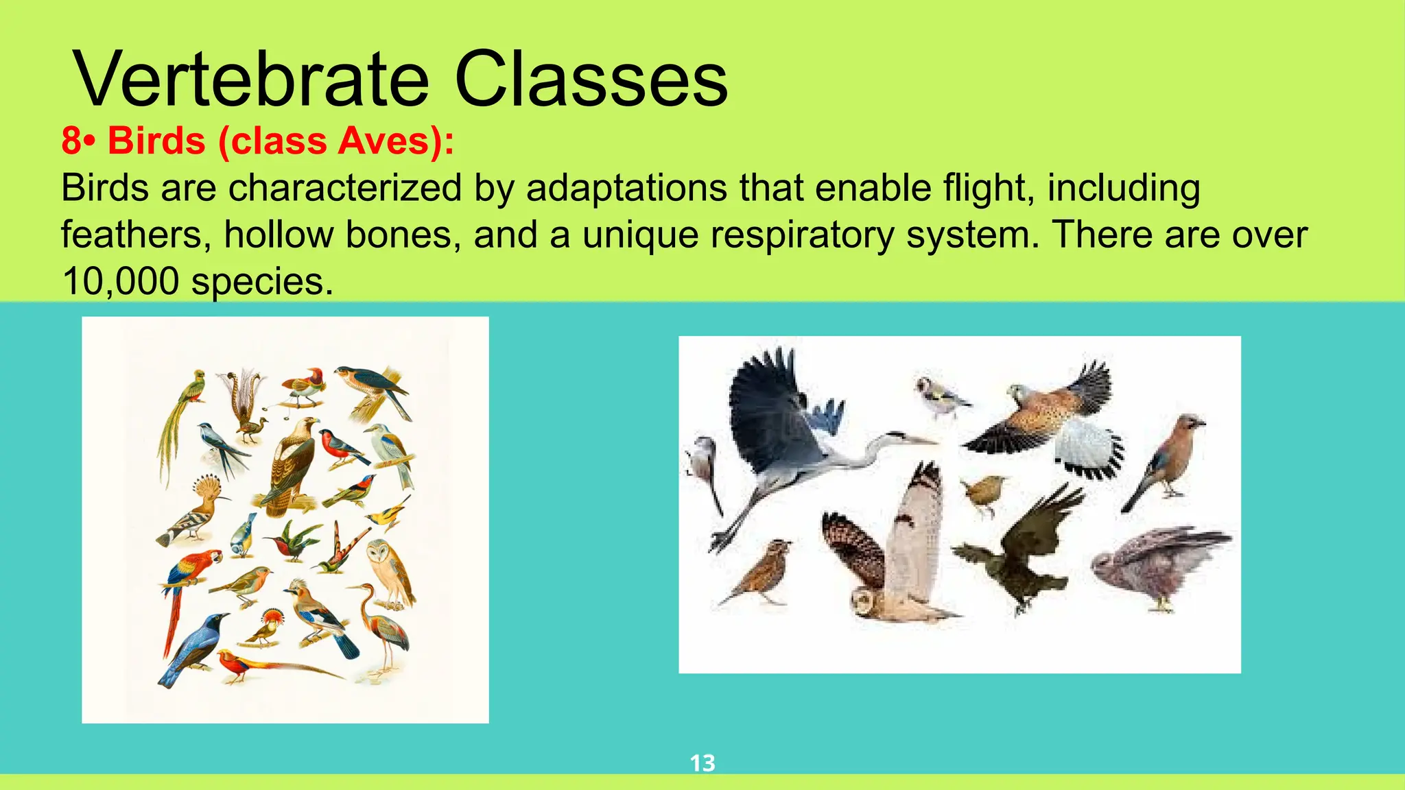 1) characters of vertebrates biology.pptx