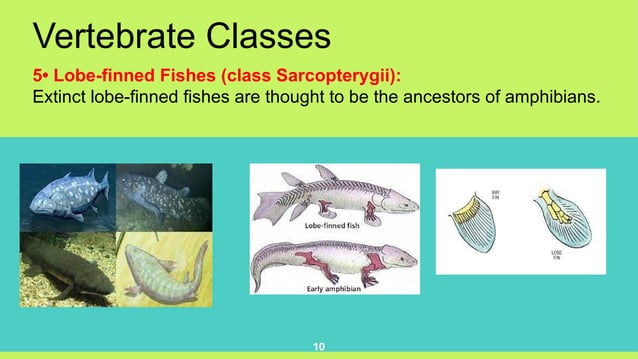 1) characters of vertebrates biology.pptx
