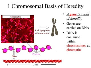 chromosomal basis of heredity | PPT