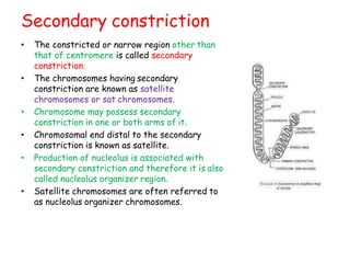 1chromosome STRUCTURE AND FUNCTION | PPTX