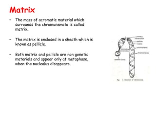 1chromosome STRUCTURE AND FUNCTION | PPTX