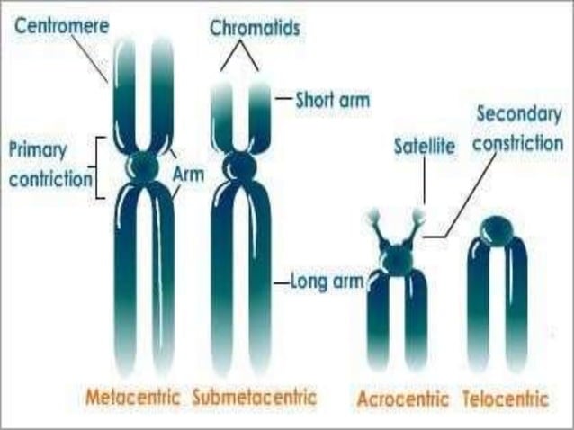 1chromosome STRUCTURE AND FUNCTION | PPTX