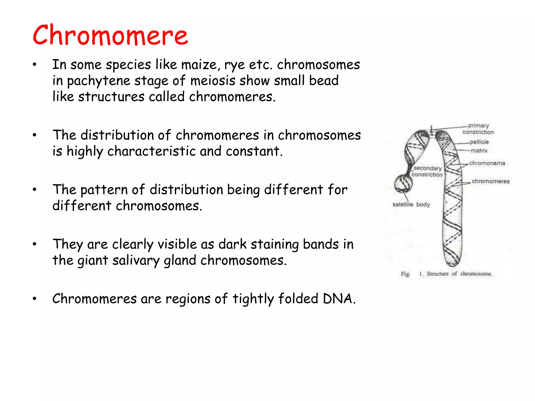 Chromosome Structure & Function | PPTX