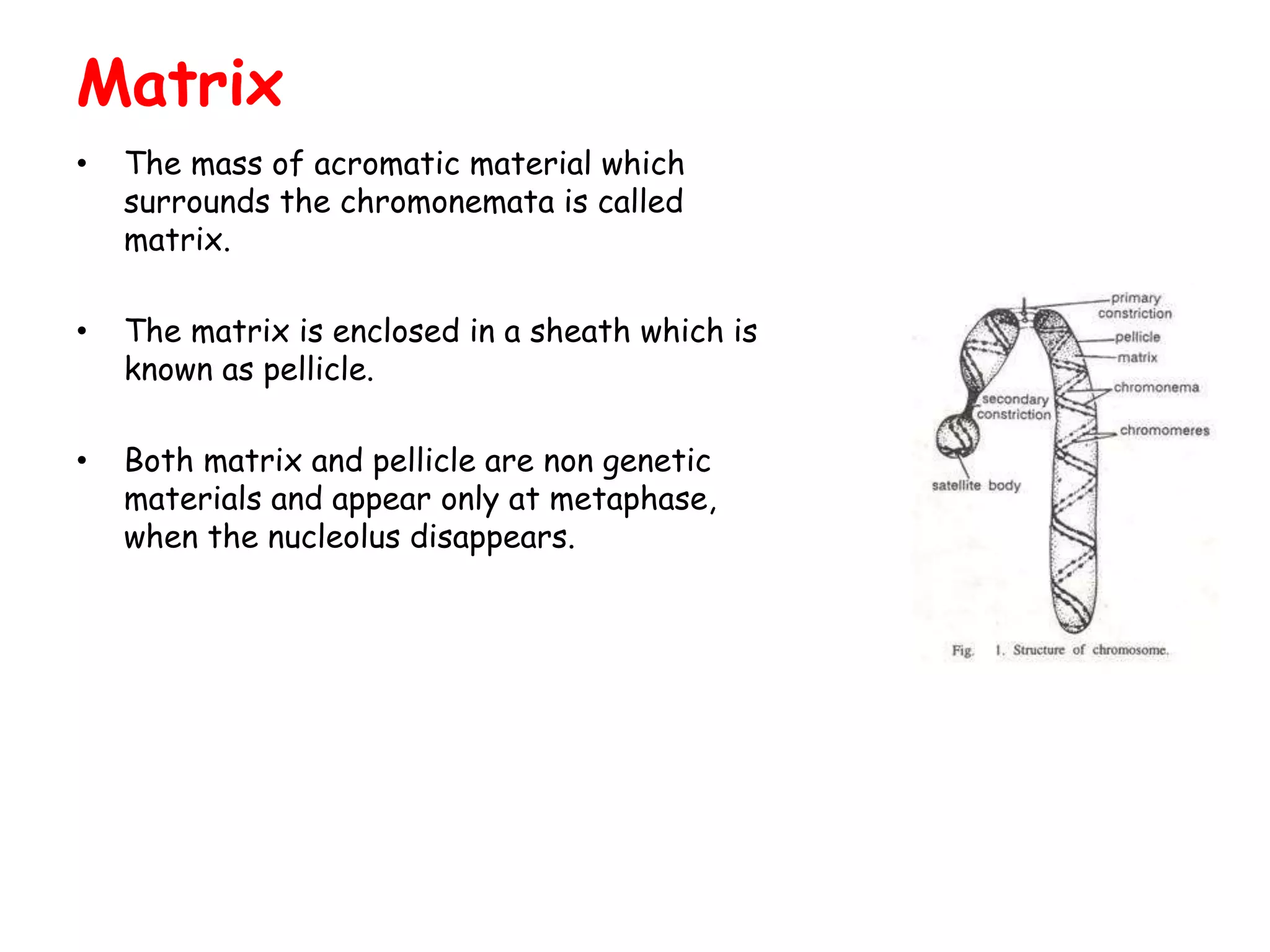 Chromosome Structure & Function | PPTX
