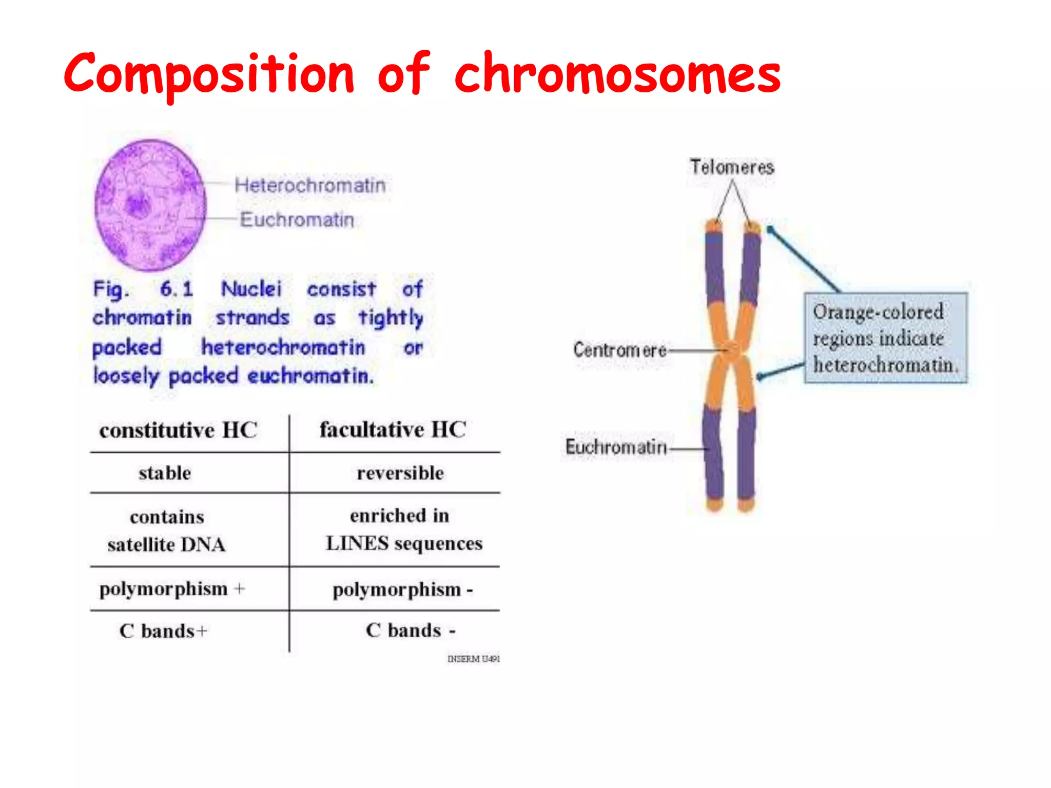 Chromosome Structure & Function | PPTX