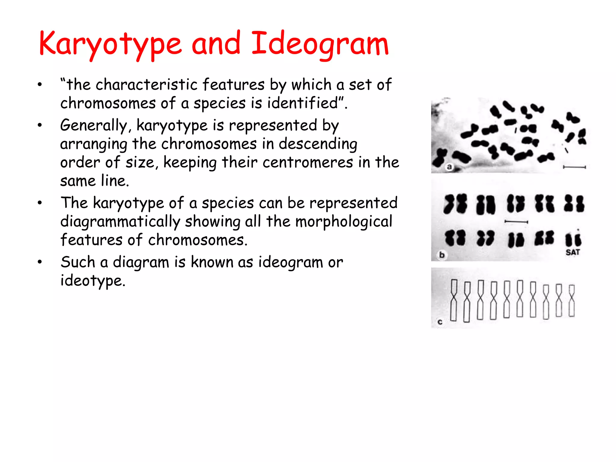Chromosome Structure & Function | PPTX