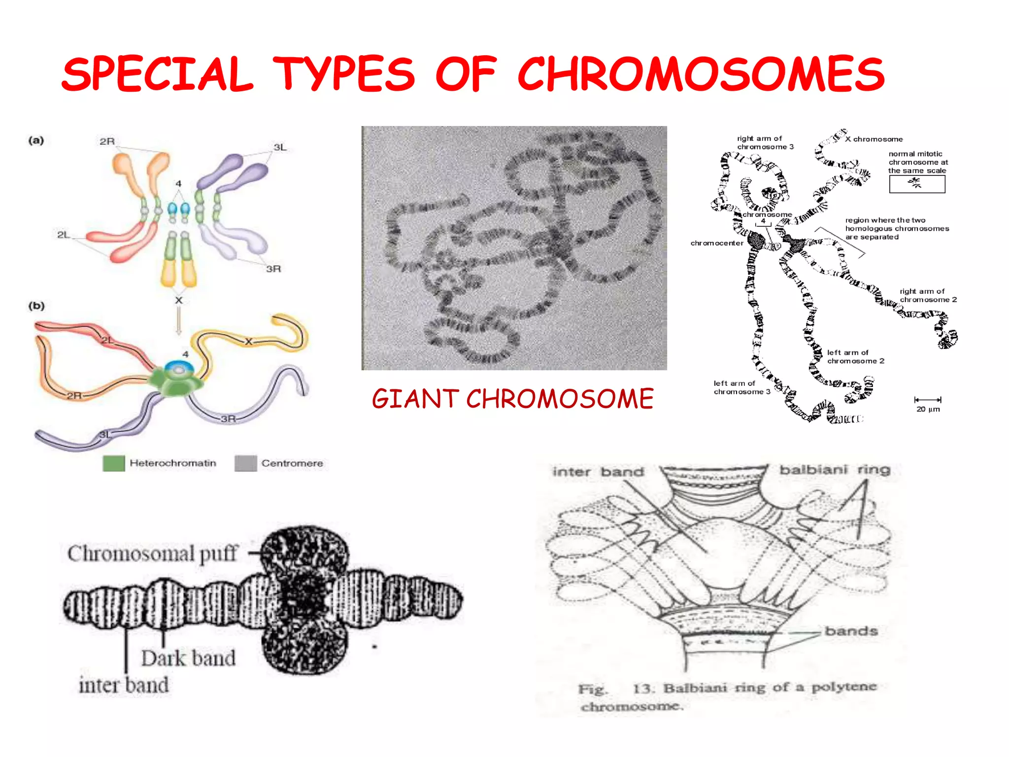 Chromosome Structure & Function | PPTX