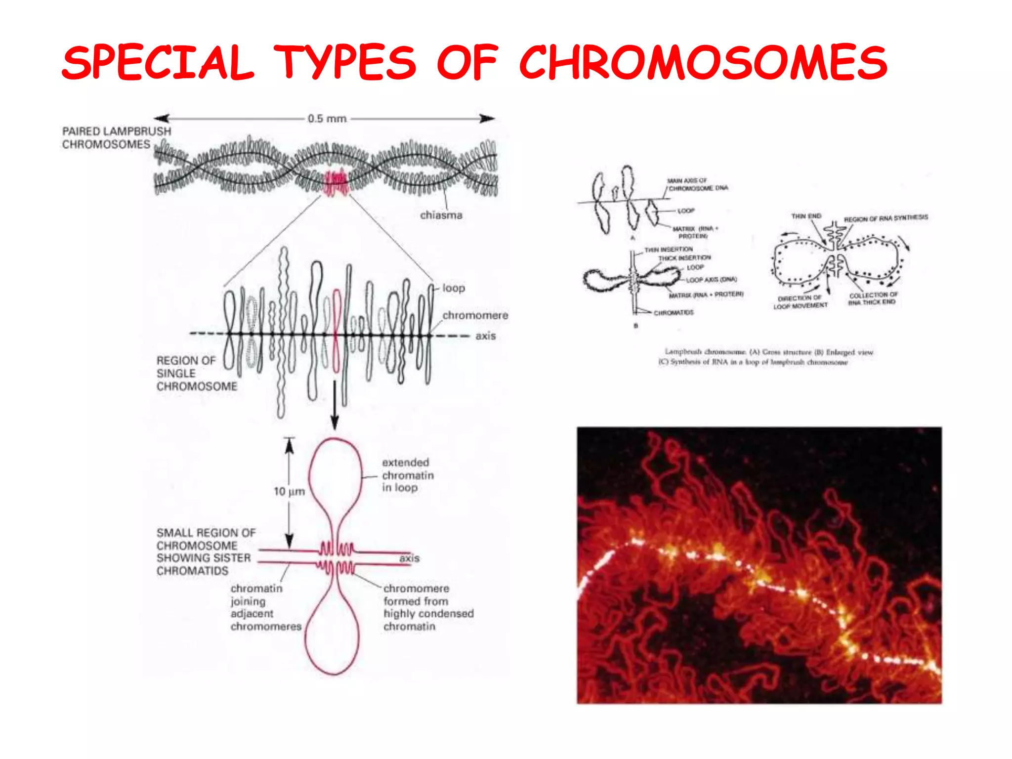 Chromosome Structure & Function | PPTX