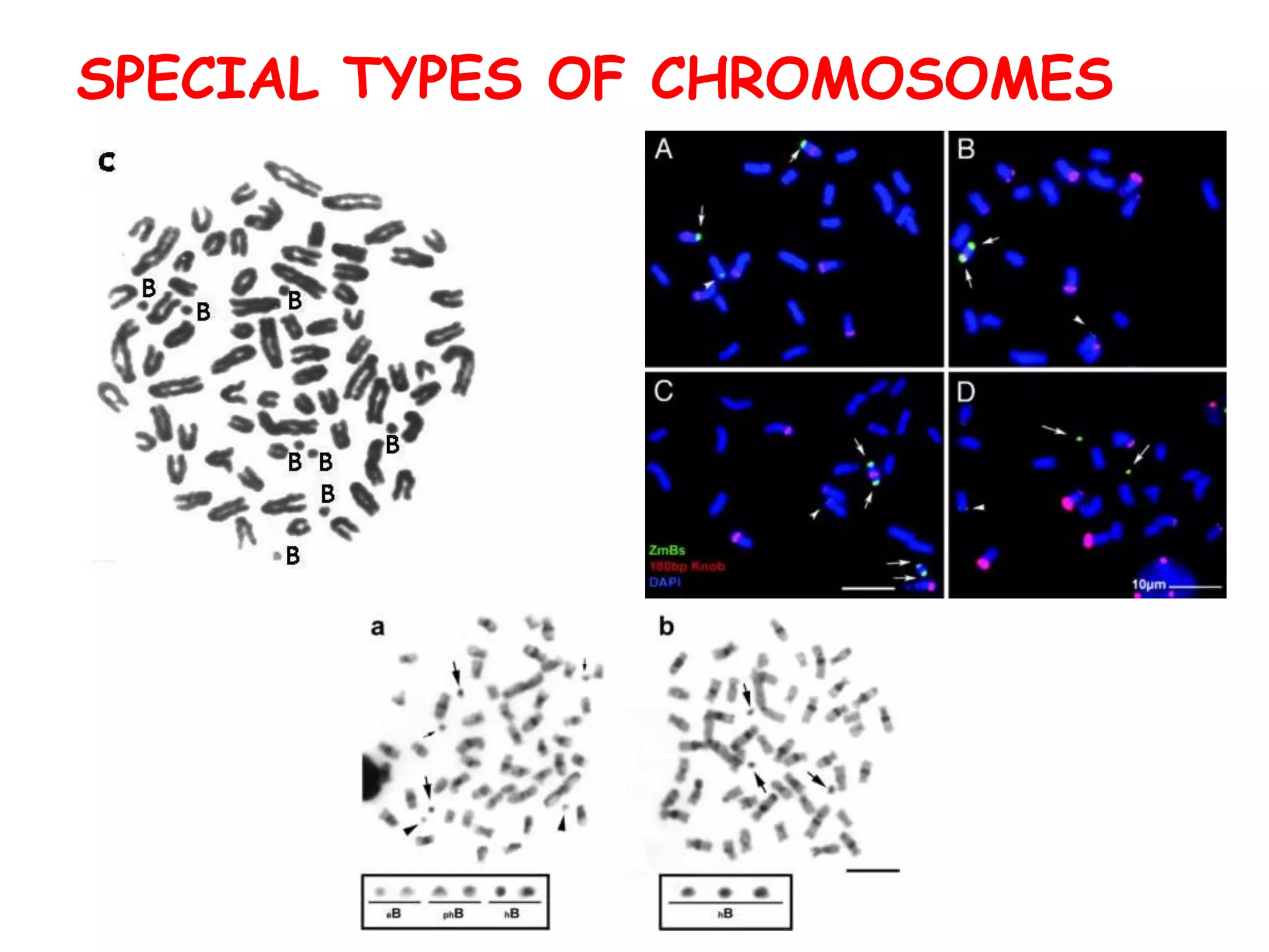 Chromosome Structure & Function | PPTX