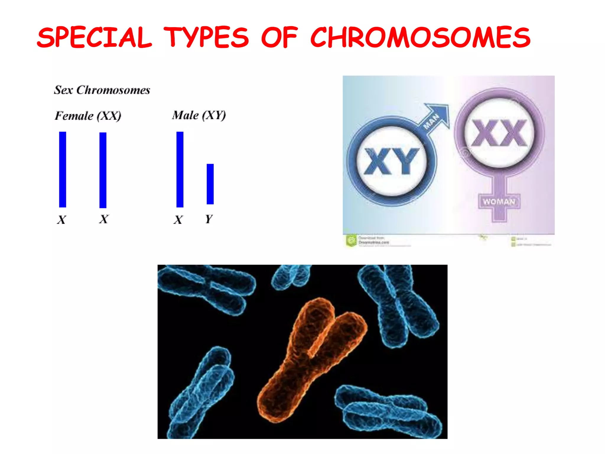 Chromosome Structure & Function | PPTX