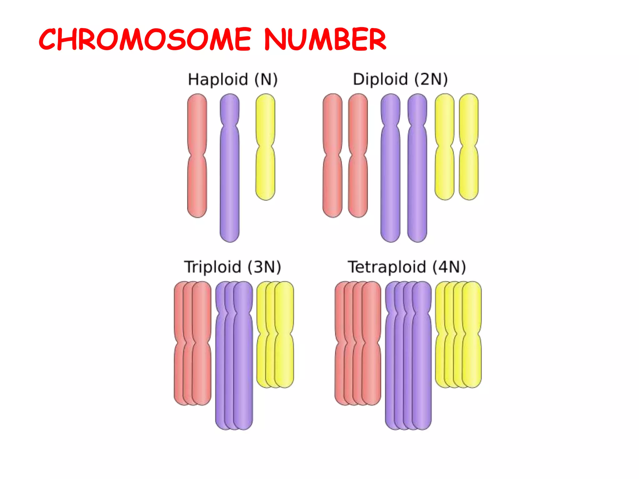 Chromosome Structure & Function | PPTX