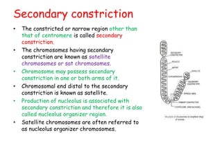 Chromosome Structure & Function | PPTX
