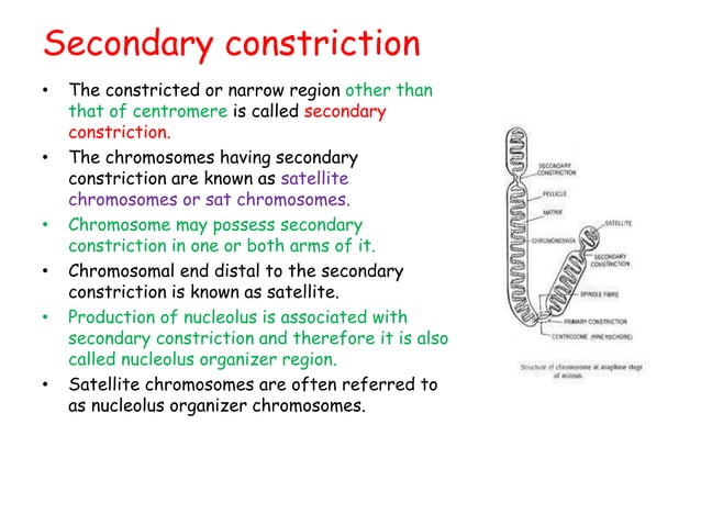 Chromosome Structure And Function Pptx Genetics Science
