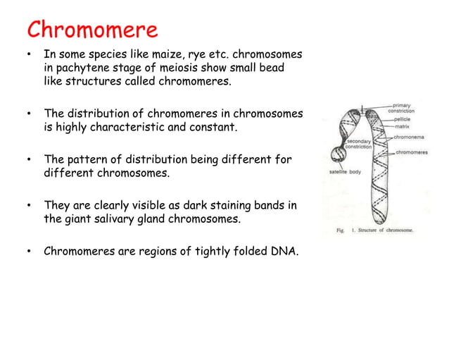 Chromosome Structure And Function Pptx Genetics Science