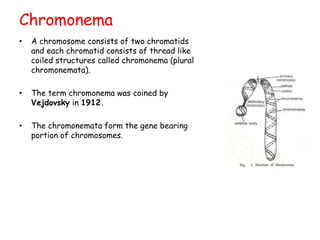 Chromosome Structure & Function | PPTX