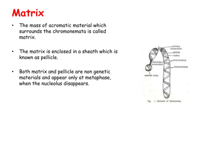 Chromosome Structure And Function Pptx Genetics Science