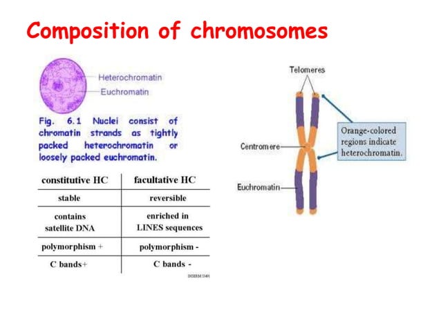 Chromosome Structure & Function | PPTX | Genetics | Science