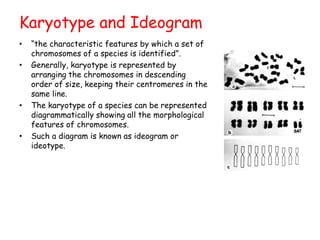 Chromosome Structure & Function | PPTX