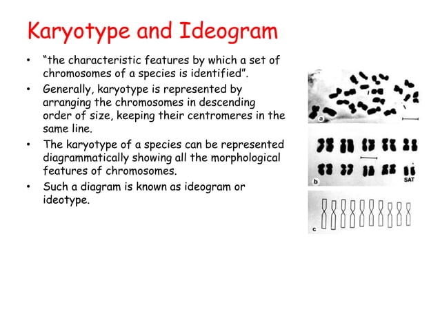 Chromosome Structure And Function Pptx Genetics Science