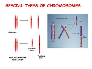 Chromosome Structure & Function | PPTX