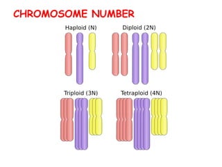 Chromosome Structure & Function | PPTX