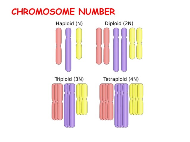 Chromosome Structure & Function | PPTX | Genetics | Science