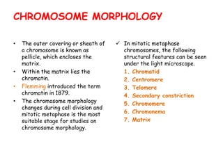 Chromosome Structure & Function | PPTX
