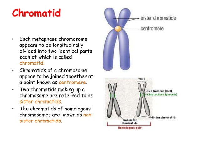 Chromosome Structure & Function | PPTX | Genetics | Science