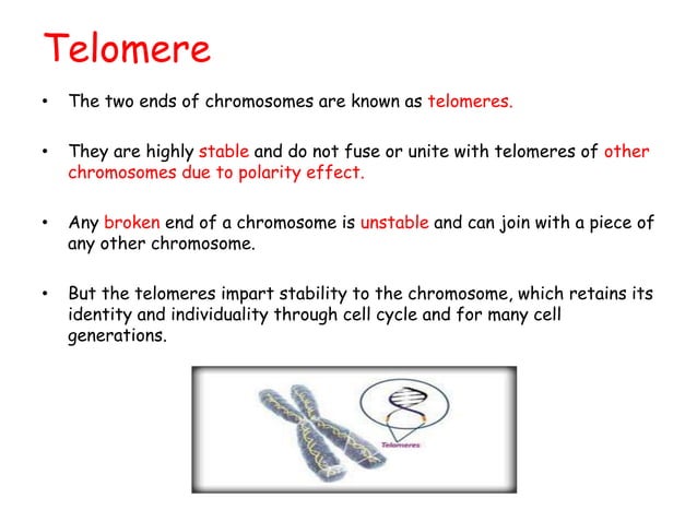 Chromosome Structure & Function | PPTX | Genetics | Science