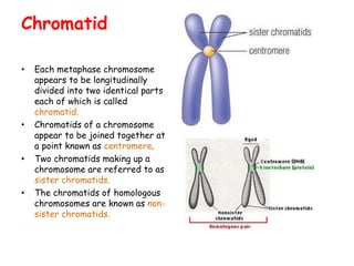 Chromosome Structure Ppt