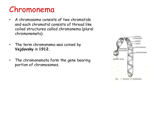 Chromosome Structure & Function