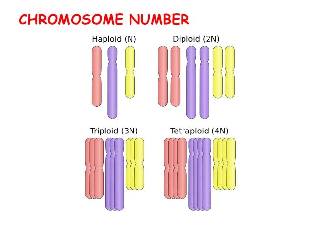 Chromosome Structure & Function
