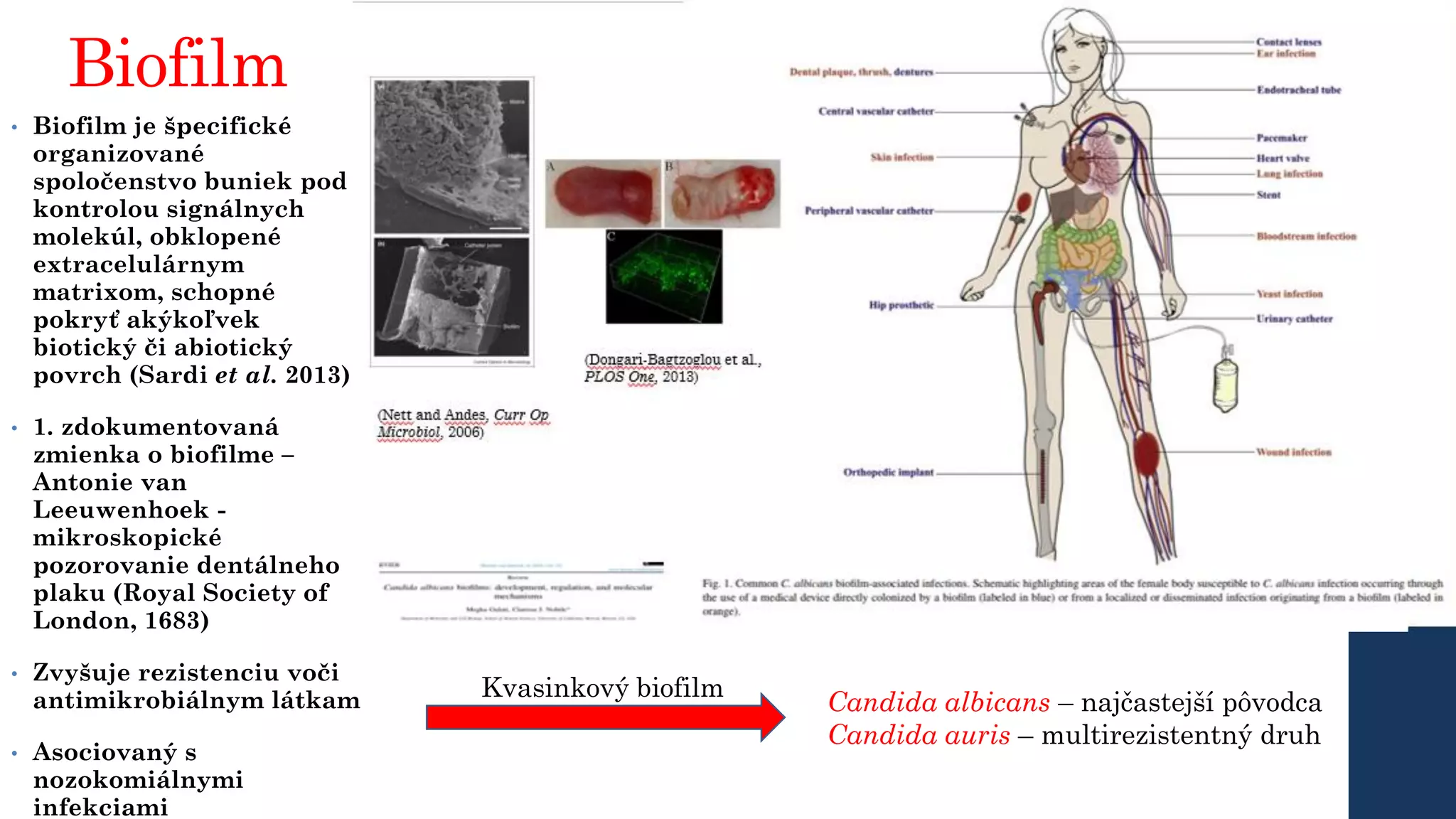 1 chupacova fulbright | PDF