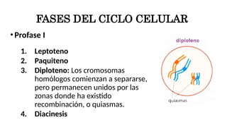 1 CICLO CELULAR BIOLOGIA 2 BACH (1).pptx