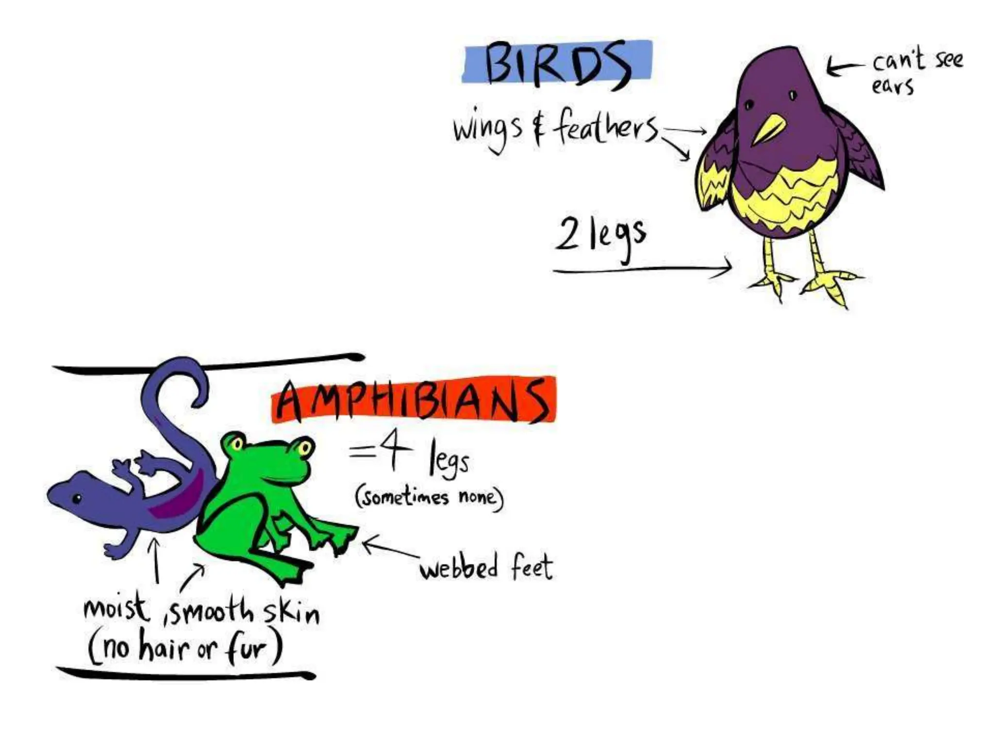 1_clase_animals_classification como se clasifican los animales | PPT
