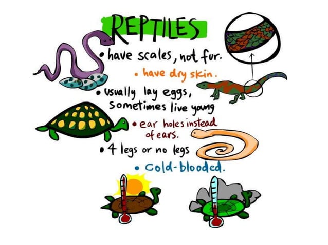 1_clase_animals_classification como se clasifican los animales | PPT