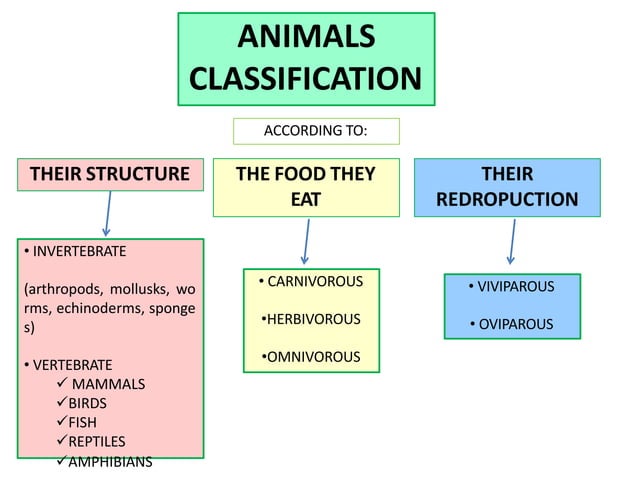 1_clase_animals_classification como se clasifican los animales | PPT