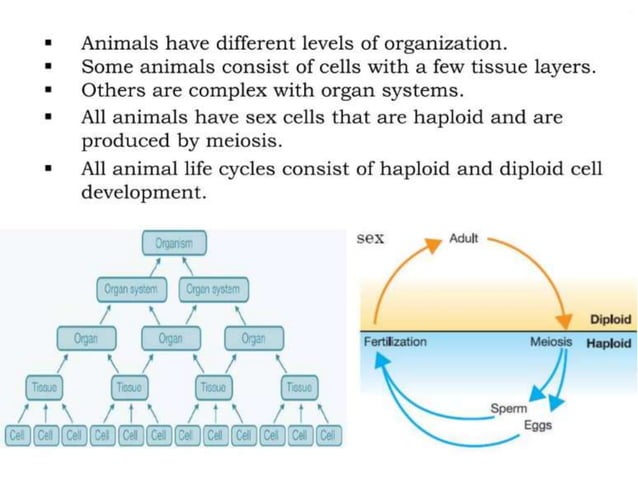 1_clase_animals_classification como se clasifican los animales | PPT