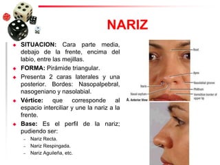 1° clase nariz senos paranasales | PPTX